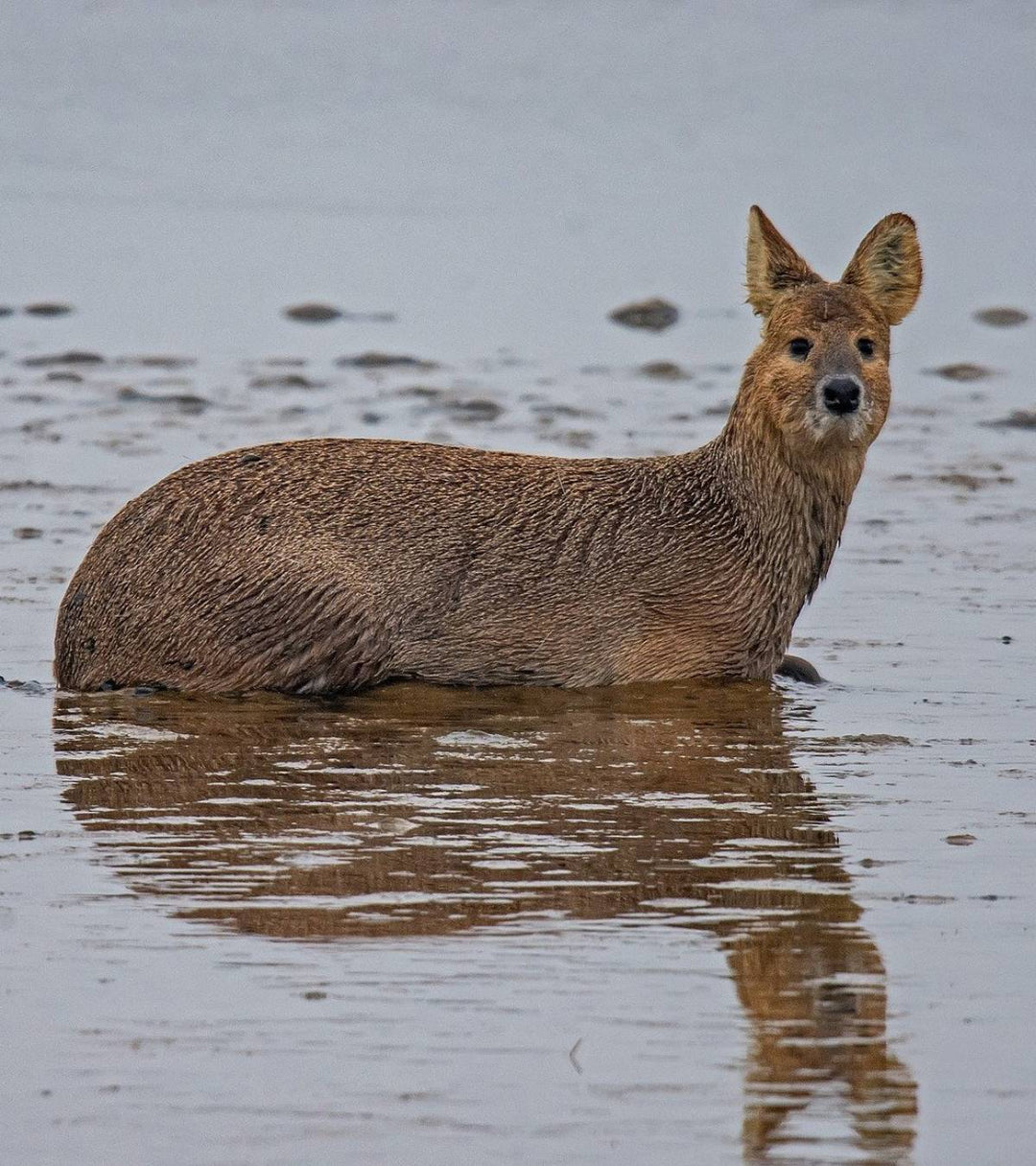 Chinese Water Deer – Jeger Guides & Outfitters