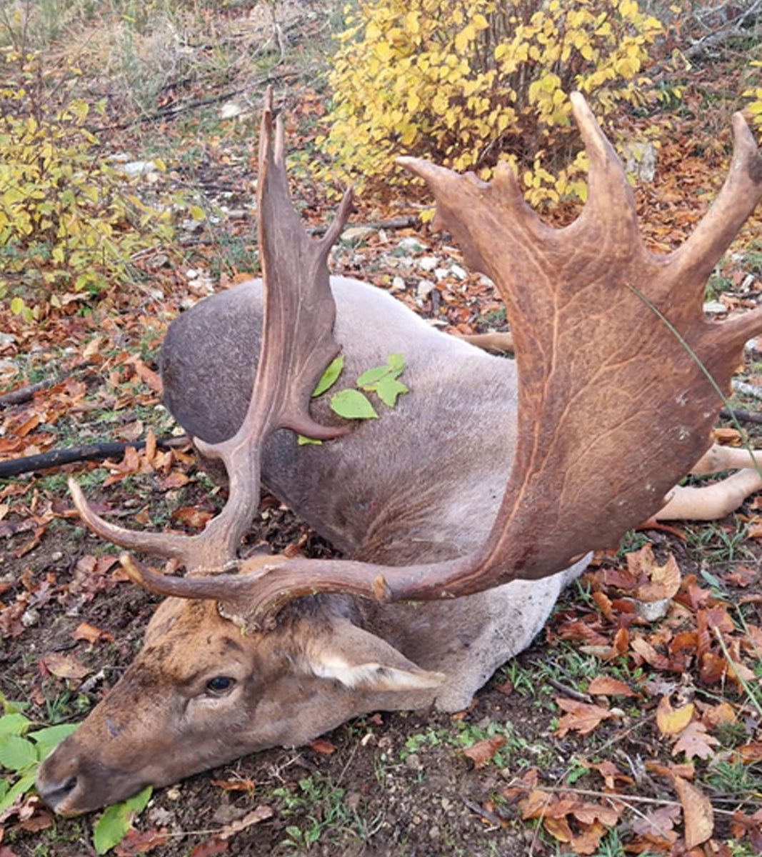 Mature Palmated Fallow Buck Hunting – Jeger Guides & Outfitters