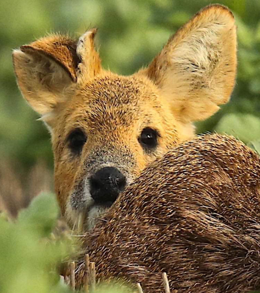 World Class Chinese Water Deer Hunting – Jeger Guides & Outfitters