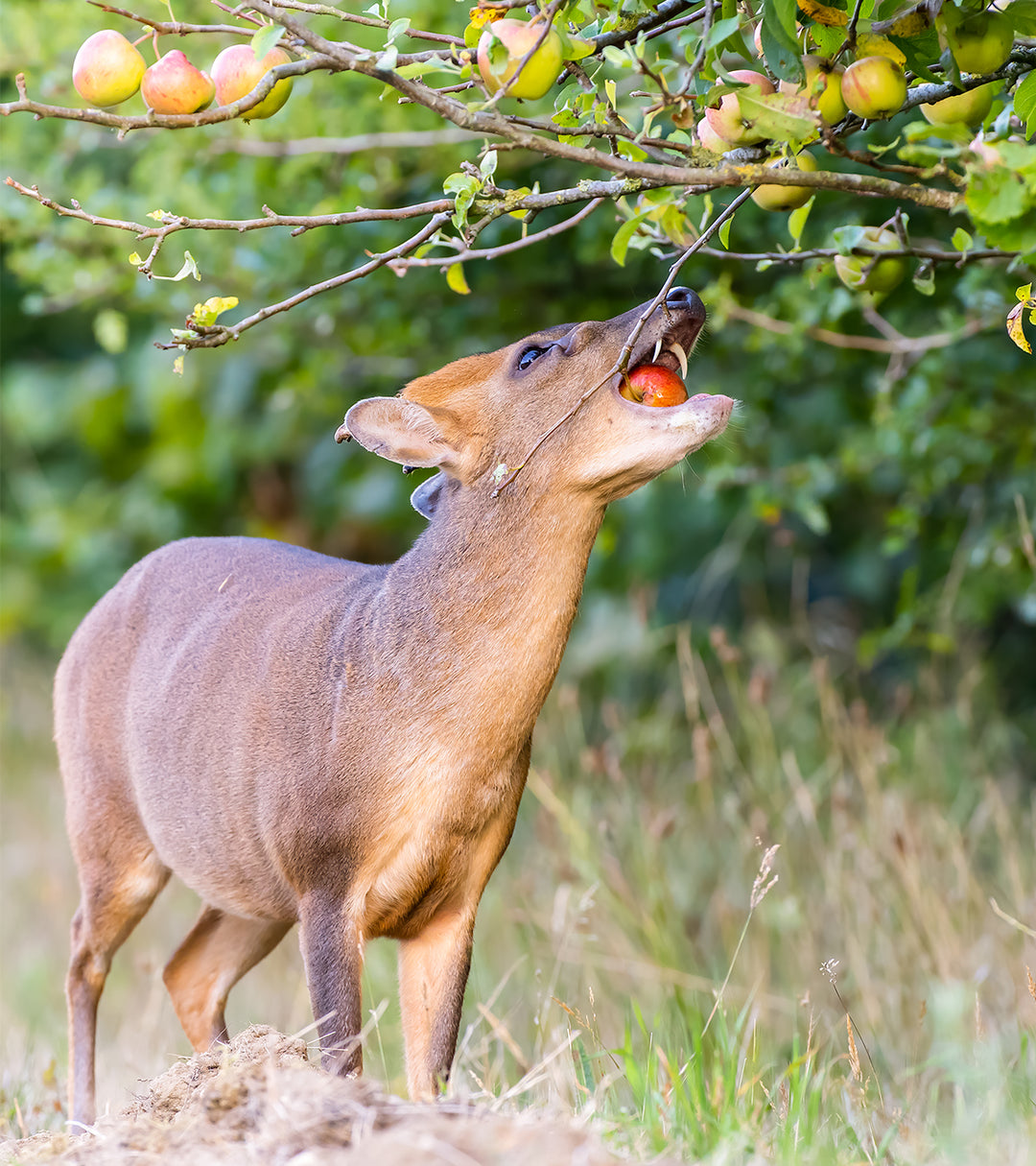Muntjac Deer – Jeger Guides & Outfitters