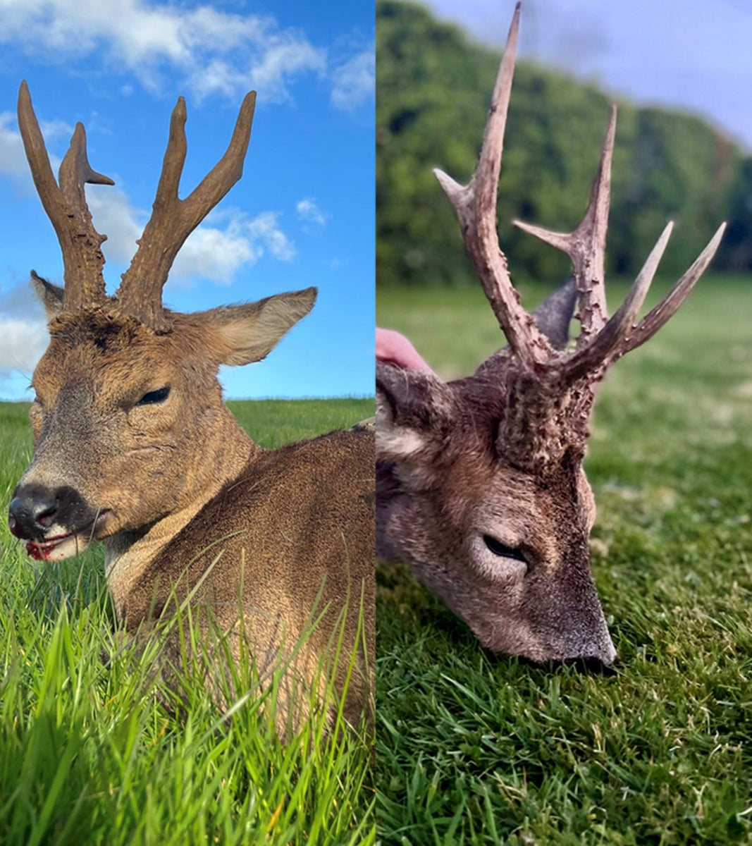 Trophy Roebuck Hunting Somerset – Jeger Guides & Outfitters