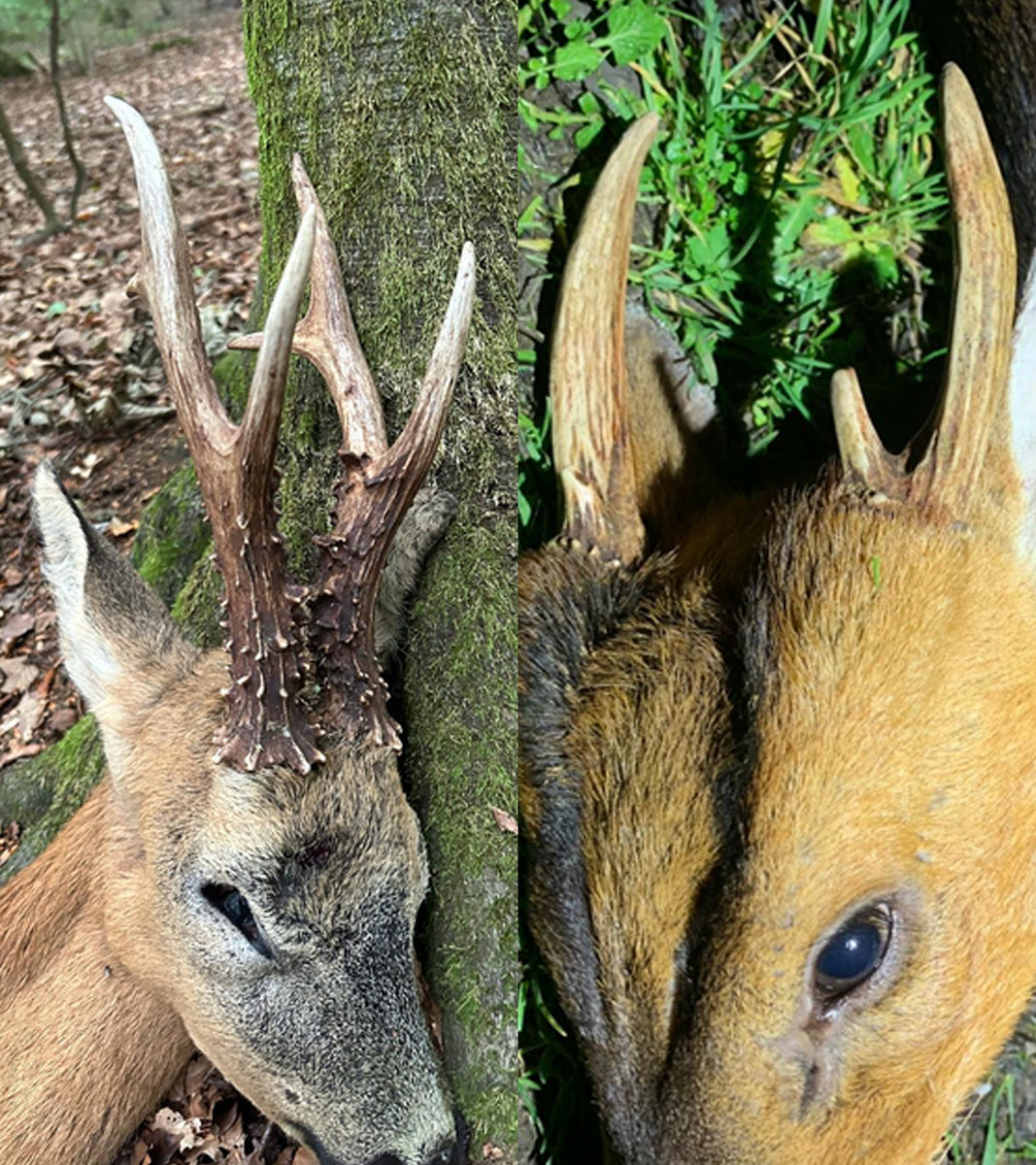 Trophy Roebuck & Muntjac Hunting – Jeger Guides & Outfitters