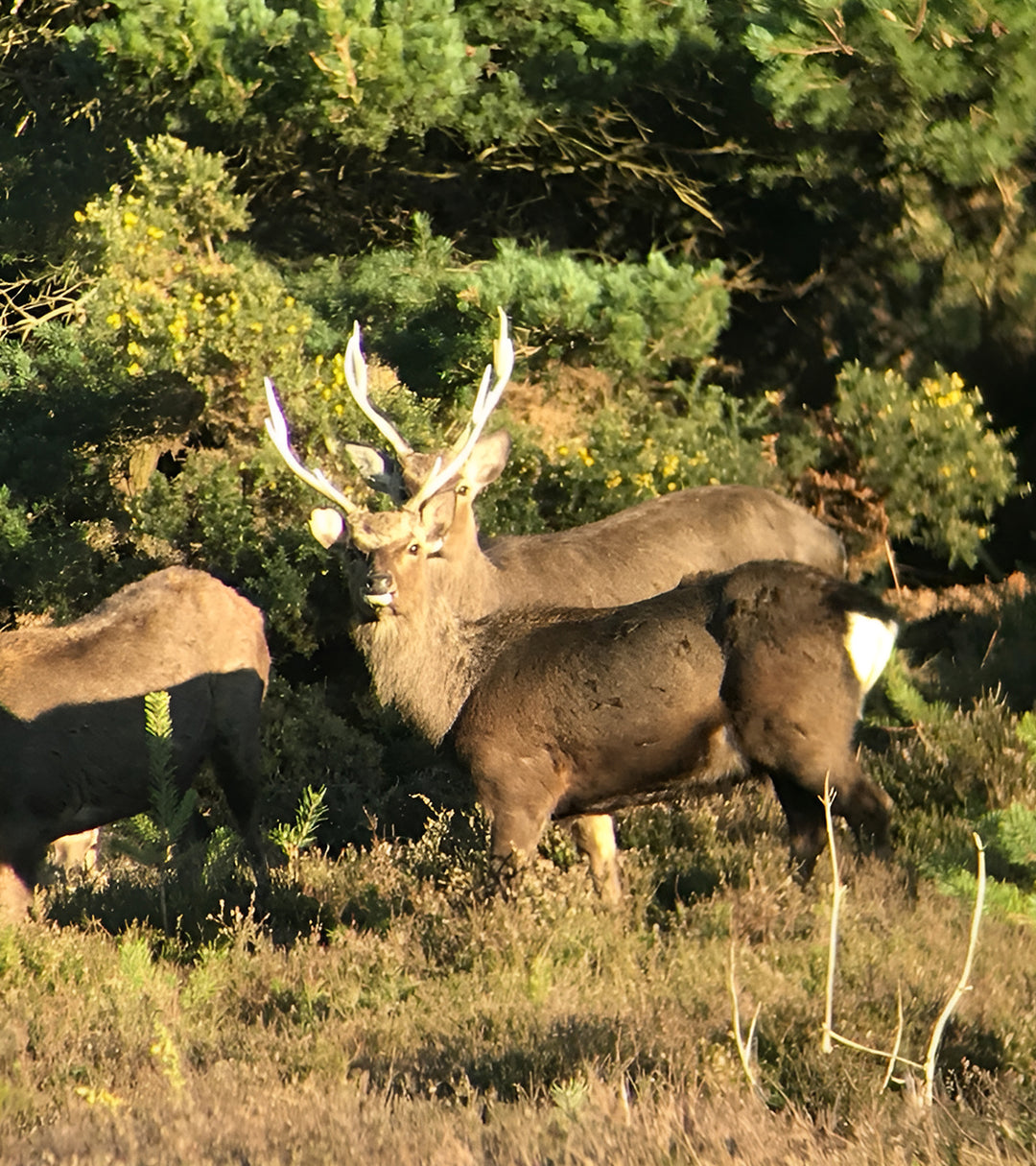 Sika Deer – Jeger Guides & Outfitters