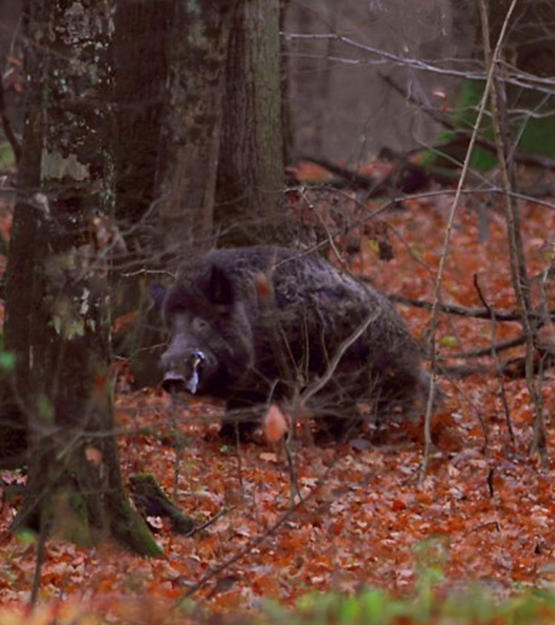 Wild Boar – Jeger Guides & Outfitters